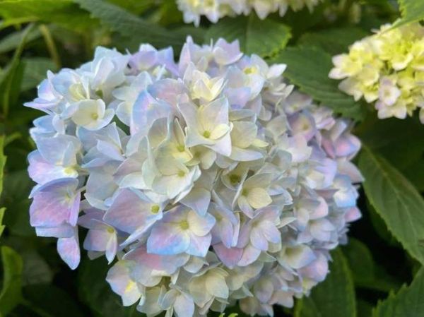 绣球花为什么叫死人花_绣球花死人花由来-第2张图片-山城妙识