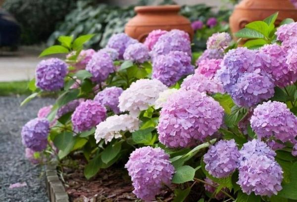 绣球花为什么叫死人花_绣球花死人花由来-第3张图片-山城妙识