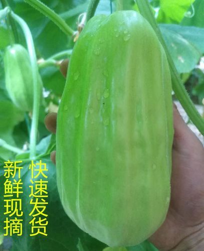 脆瓜怎么挑选_脆瓜图片高清大图-第2张图片-山城妙识 脆瓜怎么挑选_脆瓜图片高清大图-第2张图片-山城妙识