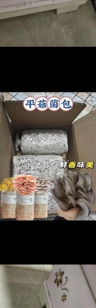 室内平菇种植技术_新手如何在家种平菇-第1张图片-山城妙识 室内平菇种植技术_新手如何在家种平菇-第1张图片-山城妙识