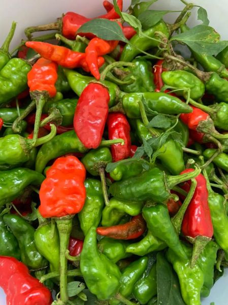 腌辣椒的做法大全10斤配方用多少_10斤辣椒腌多少盐-第1张图片-山城妙识