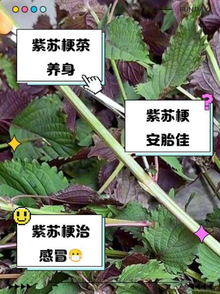 紫苏梗的功效与作用_紫苏梗怎么吃效果好-第2张图片-山城妙识 紫苏梗的功效与作用_紫苏梗怎么吃效果好-第2张图片-山城妙识