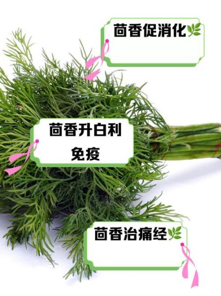 茴香菜的功效与作用有哪些_孕妇能吃茴香菜吗-第1张图片-山城妙识 茴香菜的功效与作用有哪些_孕妇能吃茴香菜吗-第1张图片-山城妙识