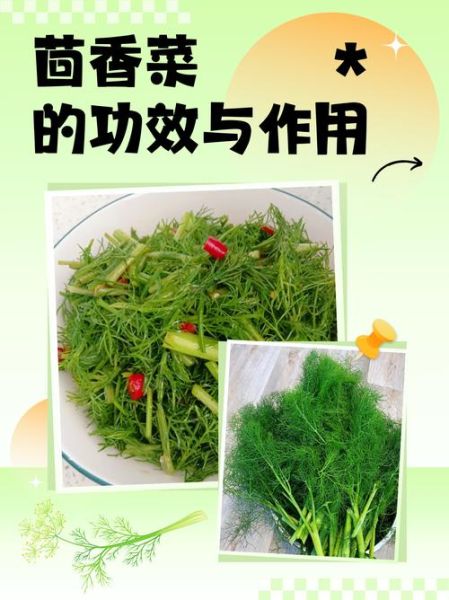 茴香菜的功效与作用有哪些_孕妇能吃茴香菜吗-第2张图片-山城妙识 茴香菜的功效与作用有哪些_孕妇能吃茴香菜吗-第2张图片-山城妙识