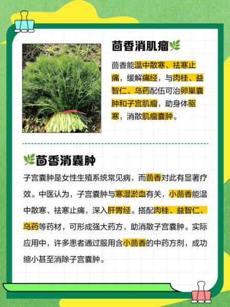 茴香菜的功效与作用有哪些_孕妇能吃茴香菜吗-第3张图片-山城妙识 茴香菜的功效与作用有哪些_孕妇能吃茴香菜吗-第3张图片-山城妙识