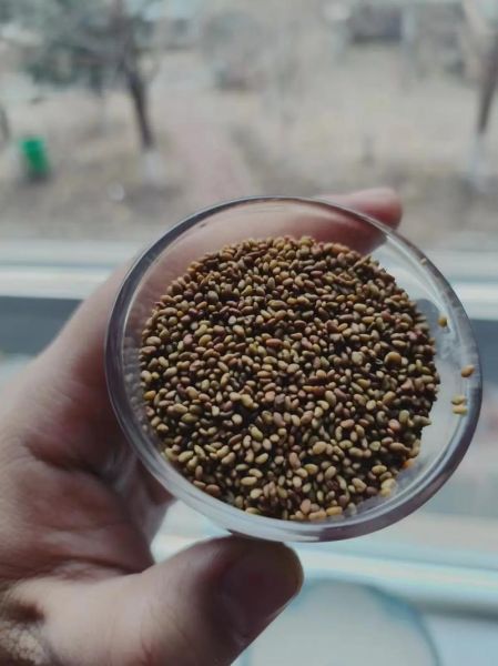 苜蓿种子图片大全_如何挑选优质品种-第1张图片-山城妙识 苜蓿种子图片大全_如何挑选优质品种-第1张图片-山城妙识