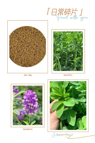 苜蓿种子图片大全_如何挑选优质品种-第2张图片-山城妙识 苜蓿种子图片大全_如何挑选优质品种-第2张图片-山城妙识