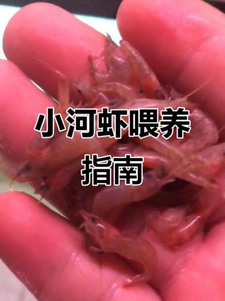 河虾吃什么食物_河虾怎么养才健康-第2张图片-山城妙识 河虾吃什么食物_河虾怎么养才健康-第2张图片-山城妙识