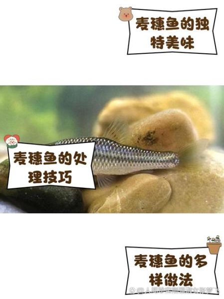 麦穗鱼图片高清_麦穗鱼怎么分辨公母-第1张图片-山城妙识