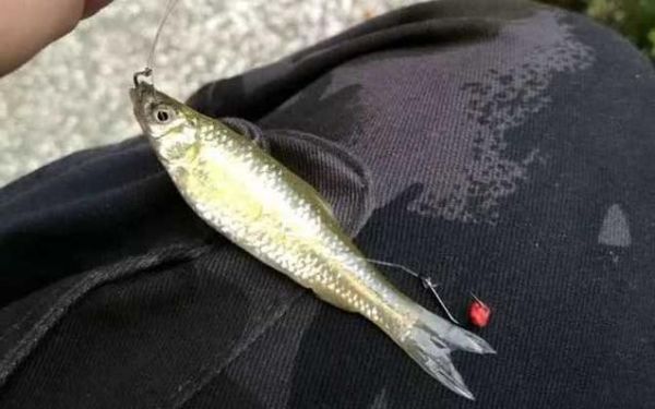 麦穗鱼图片高清_麦穗鱼怎么分辨公母-第3张图片-山城妙识