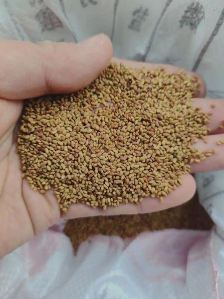 苜蓿种子图片大全_如何挑选优质品种-第3张图片-山城妙识 苜蓿种子图片大全_如何挑选优质品种-第3张图片-山城妙识