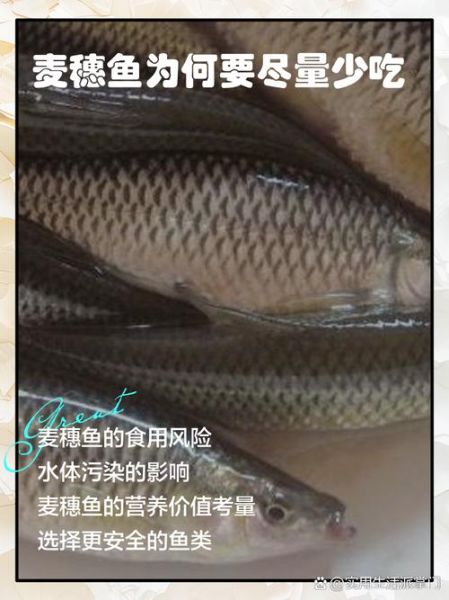 麦穗鱼图片高清_麦穗鱼怎么分辨公母-第2张图片-山城妙识