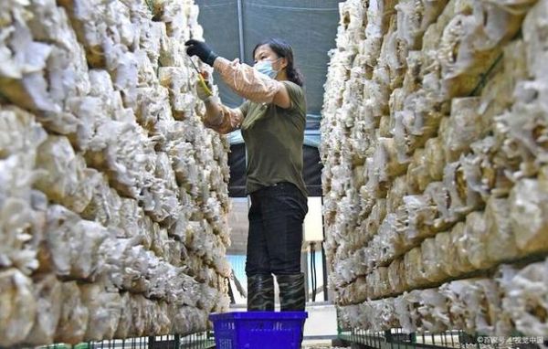 金针菇怎么种_金针菇种植方法图片-第2张图片-山城妙识 金针菇怎么种_金针菇种植方法图片-第2张图片-山城妙识