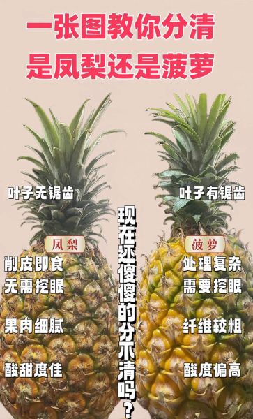 凤梨和菠萝味道一样吗_凤梨和菠萝的区别-第1张图片-山城妙识