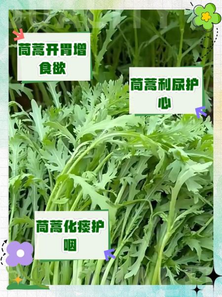 女人吃茼蒿菜有什么好处_茼蒿菜对女性的功效与作用-第1张图片-山城妙识