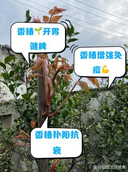 香椿药用价值有哪些_香椿怎么吃最养生-第1张图片-山城妙识