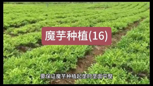 魔芋种植技术视频_如何科学种魔芋-第2张图片-山城妙识 魔芋种植技术视频_如何科学种魔芋-第2张图片-山城妙识