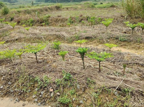 魔芋种植技术视频_如何科学种魔芋-第3张图片-山城妙识 魔芋种植技术视频_如何科学种魔芋-第3张图片-山城妙识