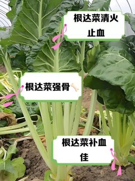 根达菜怎么做好吃_根达菜的做法大全-第1张图片-山城妙识