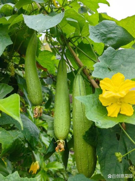 丝瓜图片大全高清_丝瓜长什么样-第1张图片-山城妙识