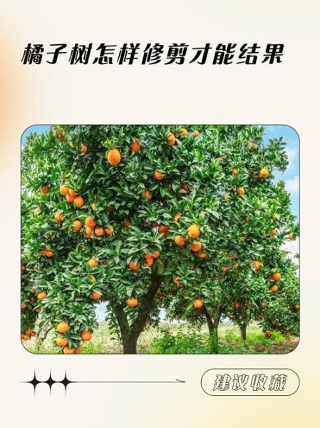 橙子树多久结果_如何修剪橙子树-第1张图片-山城妙识
