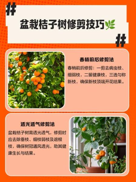 橙子树多久结果_如何修剪橙子树-第3张图片-山城妙识