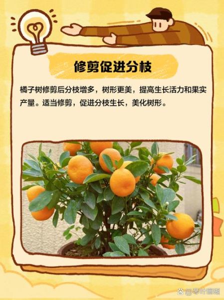 橙子树多久结果_如何修剪橙子树-第2张图片-山城妙识