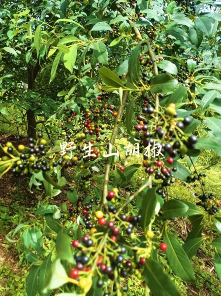 山胡椒图片_如何辨别真假山胡椒-第1张图片-山城妙识