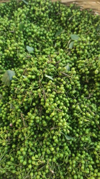 山胡椒图片_如何辨别真假山胡椒-第3张图片-山城妙识