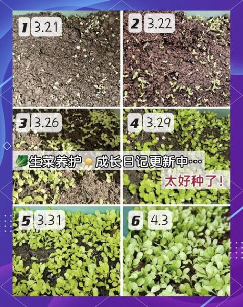 生菜怎么种_生菜种植时间和方法-第1张图片-山城妙识
