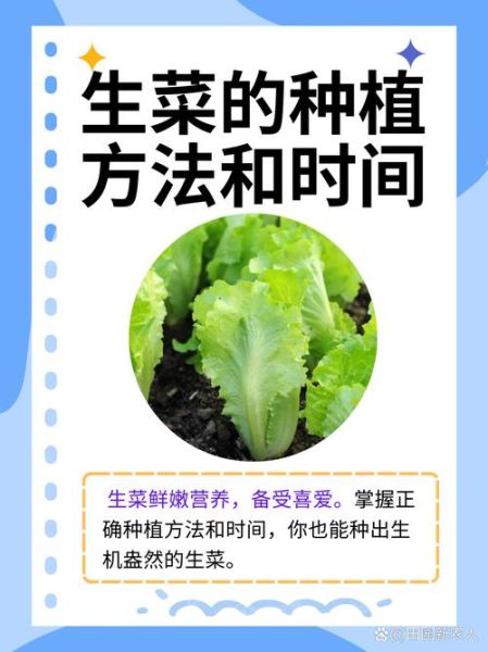生菜怎么种_生菜种植时间和方法-第3张图片-山城妙识