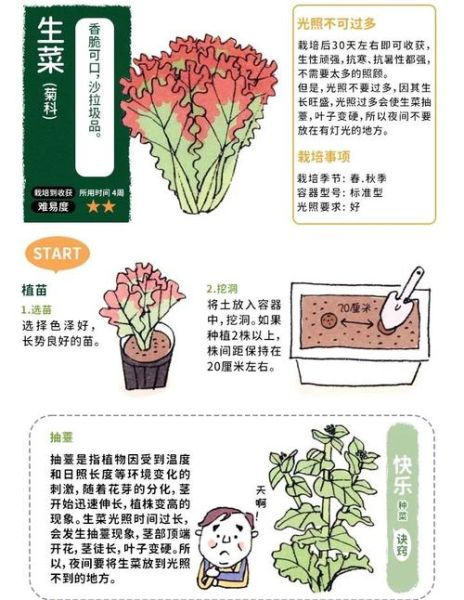 生菜怎么种_生菜种植时间和方法-第2张图片-山城妙识