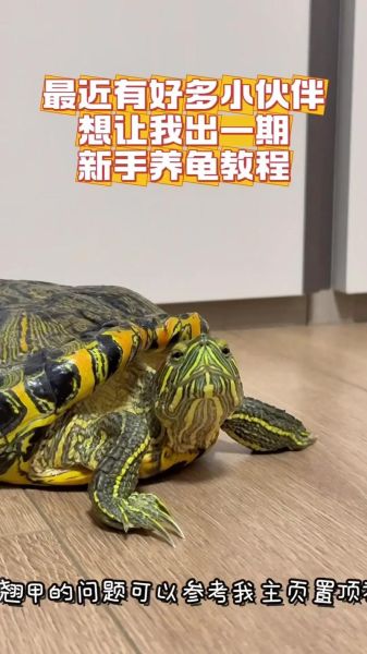 5元小乌龟怎么养_新手零死亡饲养技巧-第2张图片-山城妙识