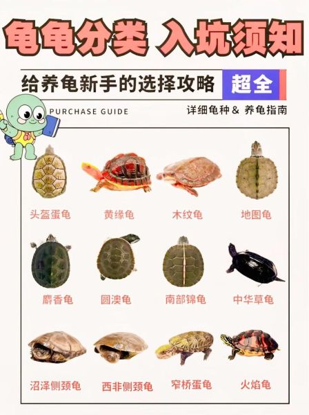 5元小乌龟怎么养_新手零死亡饲养技巧-第3张图片-山城妙识