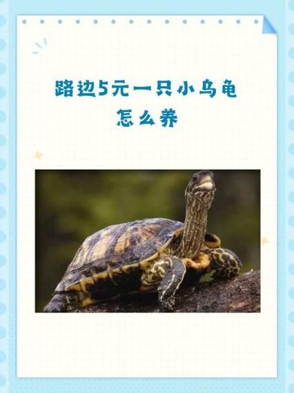 5元小乌龟怎么养_新手零死亡饲养技巧-第1张图片-山城妙识