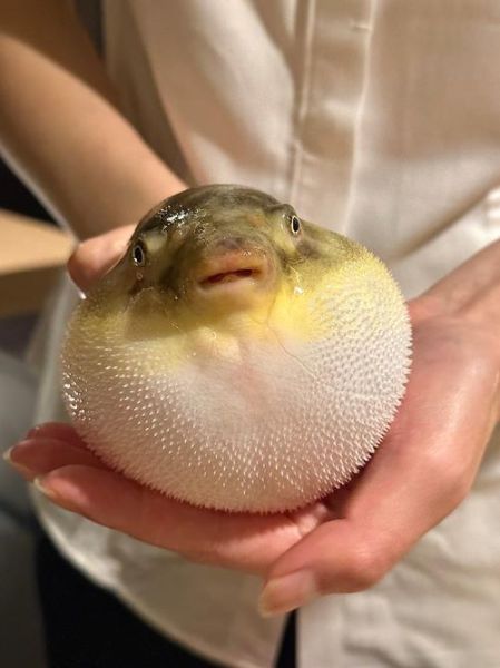 河豚鱼怎么吃最安全_河豚鱼正确吃法-第3张图片-山城妙识 河豚鱼怎么吃最安全_河豚鱼正确吃法-第3张图片-山城妙识