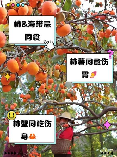 柿子不能和什么同吃_柿子与哪些食物相克-第1张图片-山城妙识 柿子不能和什么同吃_柿子与哪些食物相克-第1张图片-山城妙识