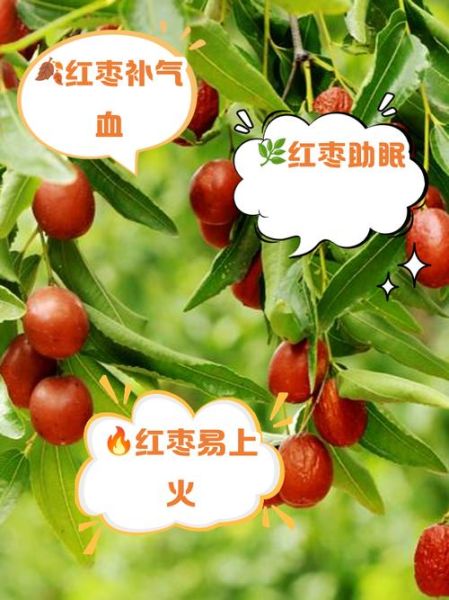 大枣的功效与作用及禁忌_大枣吃多了会上火吗-第3张图片-山城妙识