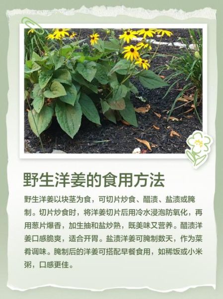 洋姜全株图片长什么样_如何辨认洋姜植株-第1张图片-山城妙识 洋姜全株图片长什么样_如何辨认洋姜植株-第1张图片-山城妙识