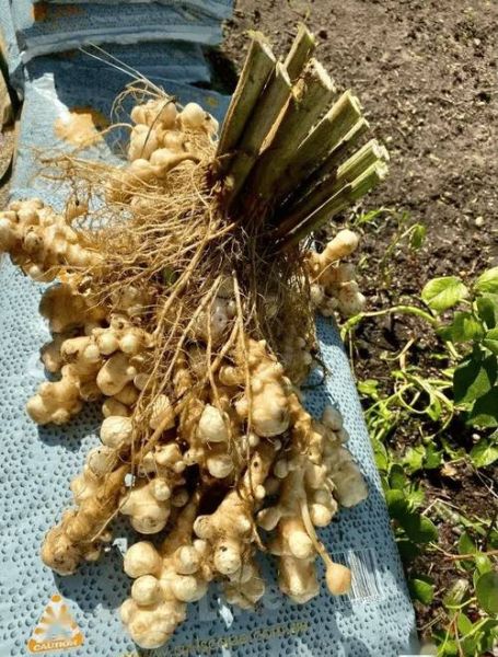 洋姜全株图片长什么样_如何辨认洋姜植株-第2张图片-山城妙识 洋姜全株图片长什么样_如何辨认洋姜植株-第2张图片-山城妙识