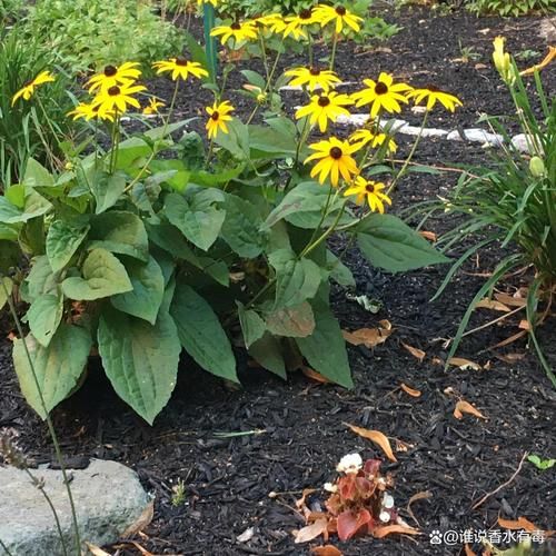 洋姜全株图片长什么样_如何辨认洋姜植株-第3张图片-山城妙识 洋姜全株图片长什么样_如何辨认洋姜植株-第3张图片-山城妙识