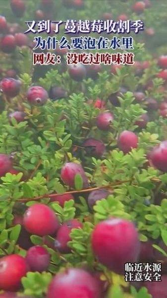吃了蔓越莓后感觉下面水多了_蔓越莓会促进分泌物吗-第1张图片-山城妙识