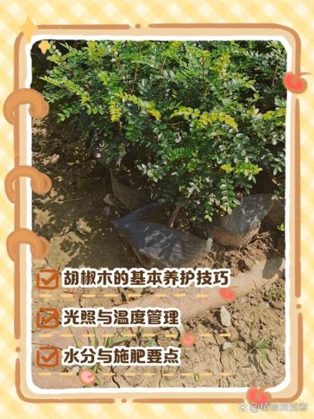 胡椒木怎么养_胡椒木养殖注意事项-第2张图片-山城妙识