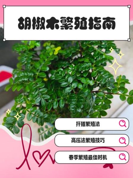 胡椒木怎么养_胡椒木养殖注意事项-第1张图片-山城妙识