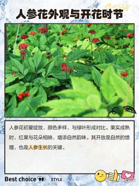 人参花多少钱一斤_人参花价格影响因素-第2张图片-山城妙识 人参花多少钱一斤_人参花价格影响因素-第2张图片-山城妙识