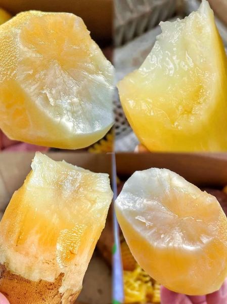 天山雪莲果可以生吃吗_生吃天山雪莲果的正确方法-第3张图片-山城妙识