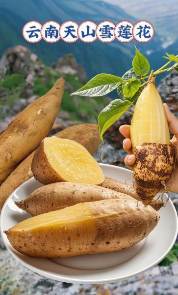 天山雪莲果可以生吃吗_生吃天山雪莲果的正确方法-第2张图片-山城妙识
