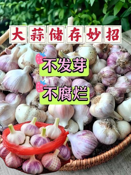 大蒜怎么保存不发芽_大蒜的功效与作用有哪些-第3张图片-山城妙识 大蒜怎么保存不发芽_大蒜的功效与作用有哪些-第3张图片-山城妙识