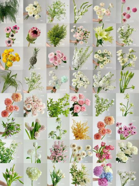 花图片大全鲜花真实_如何识别常见鲜花品种-第1张图片-山城妙识 花图片大全鲜花真实_如何识别常见鲜花品种-第1张图片-山城妙识