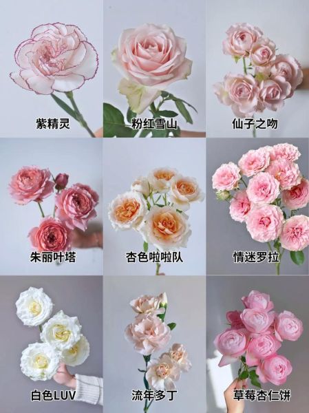 花图片大全鲜花真实_如何识别常见鲜花品种-第2张图片-山城妙识 花图片大全鲜花真实_如何识别常见鲜花品种-第2张图片-山城妙识